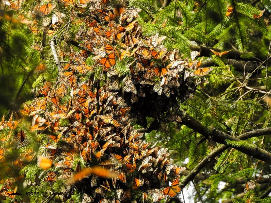 Monarch butterfly: kalig-on sa atong Mexican nga kalangitan 12286_5