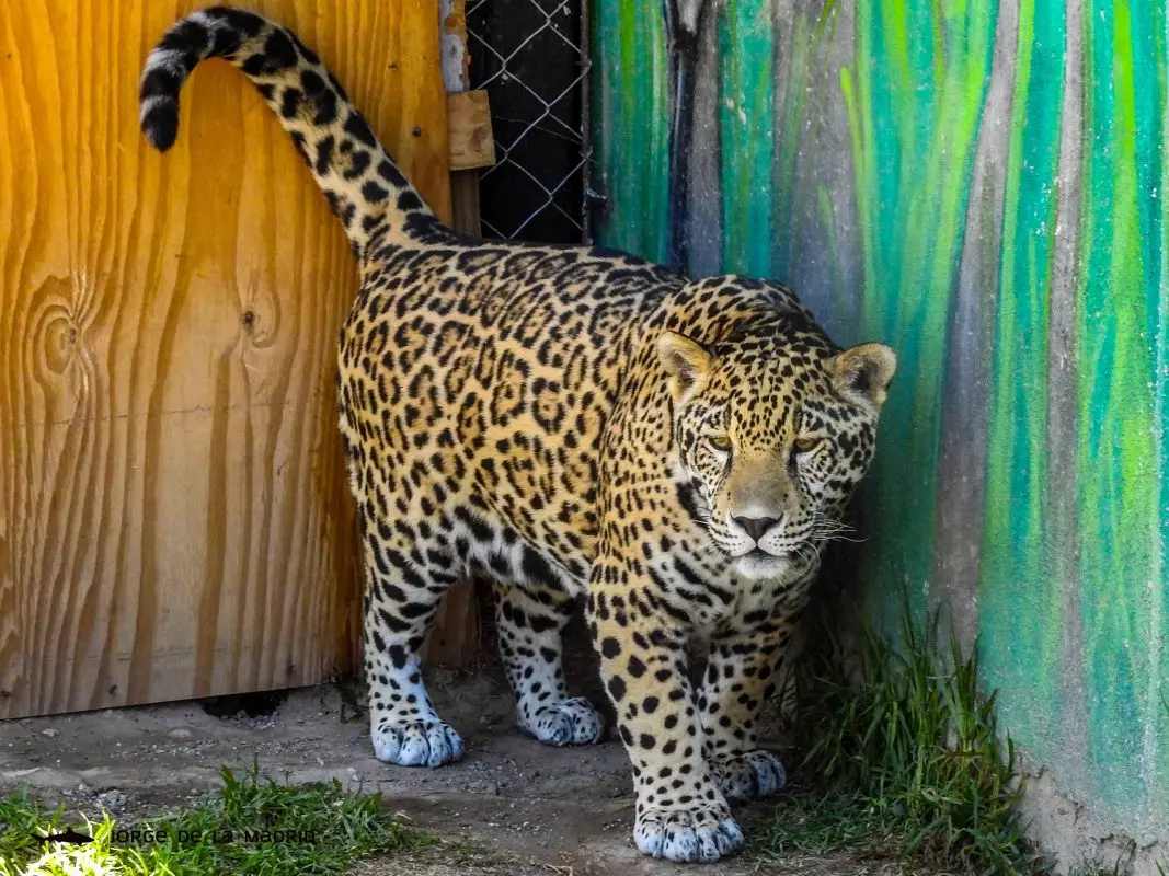 Izvedite vse, kar niste vedeli o jaguarju 12288_2