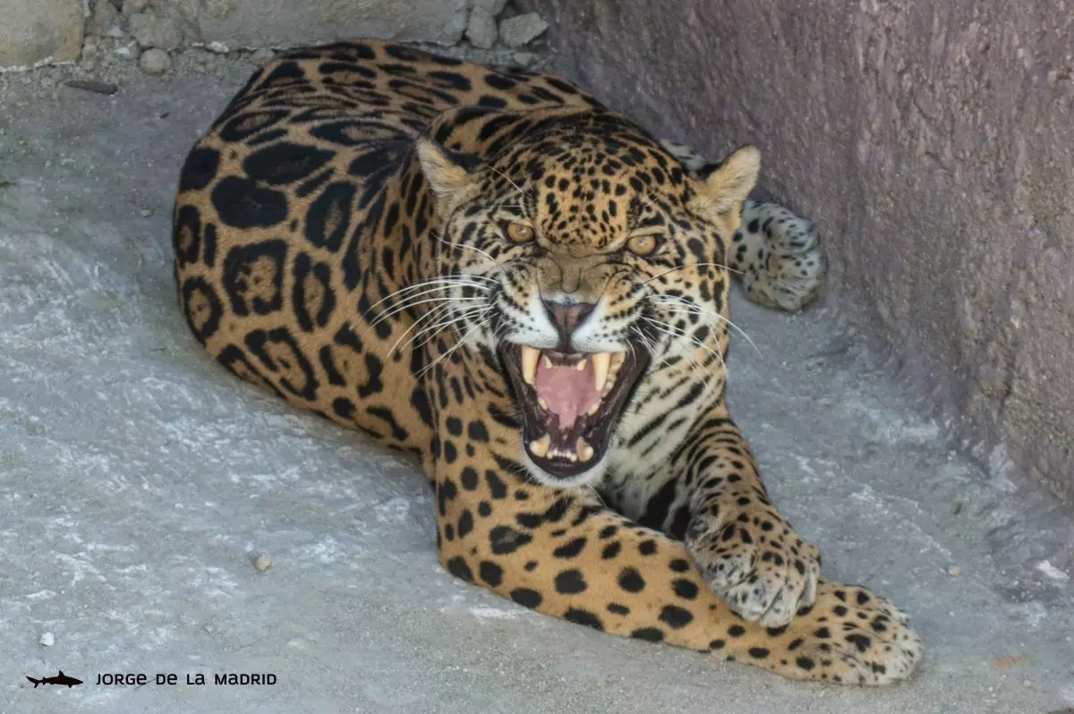 Jifunze kila kitu ambacho hukujua kuhusu jaguar 12288_4