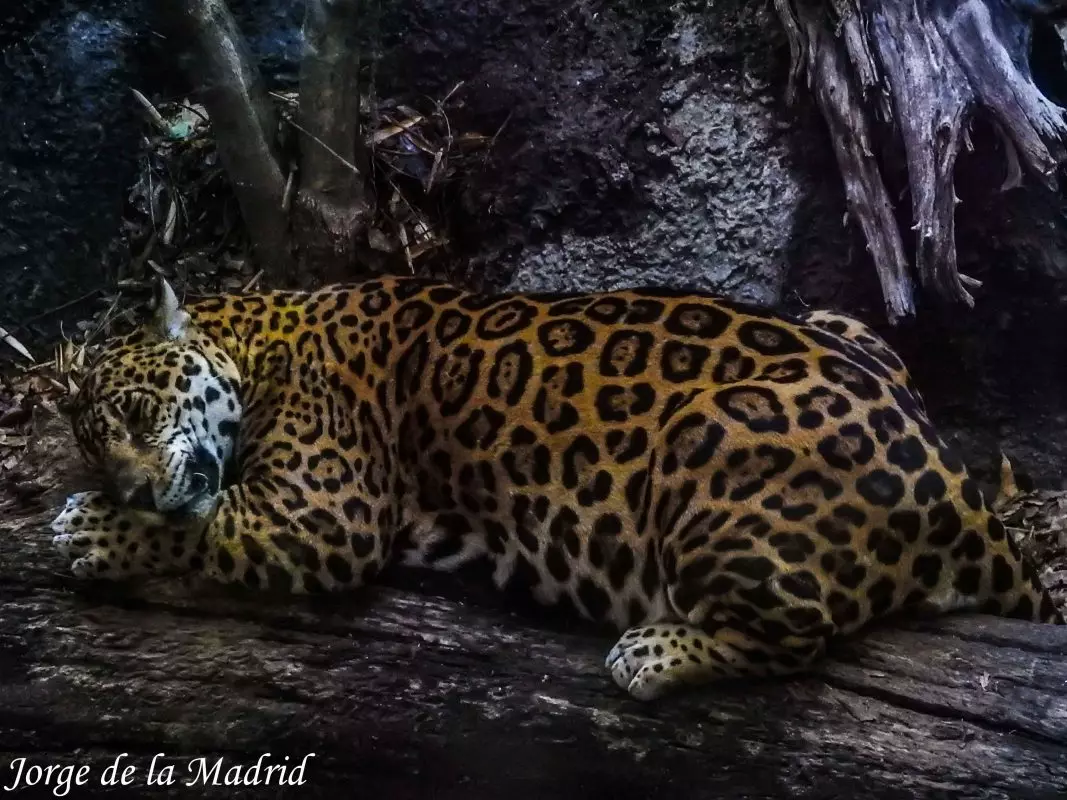 Naučite sve što niste znali o jaguaru 12288_5
