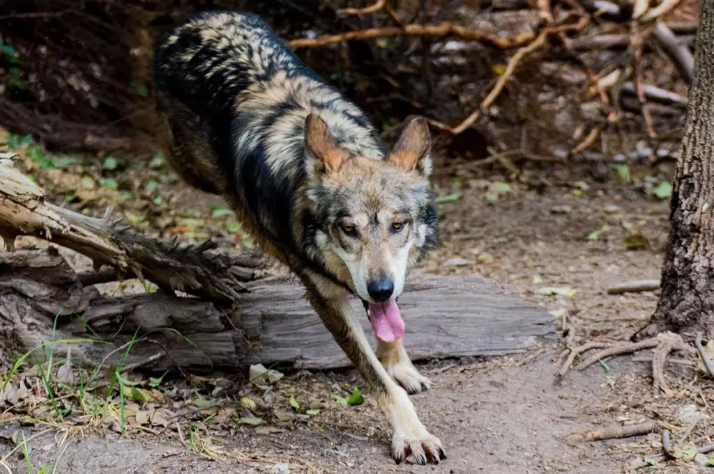 Мексикански волк: нов почеток со поинаков крај 12290_2