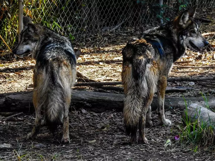 two mexican wolves