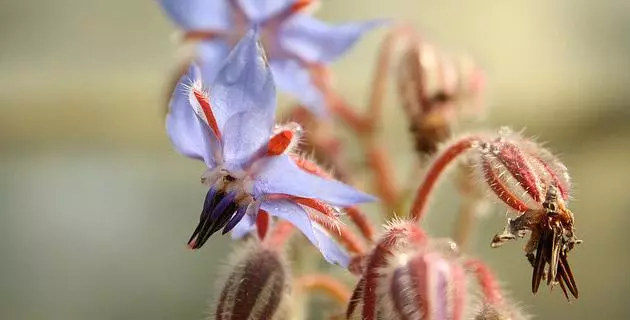 borage fifu