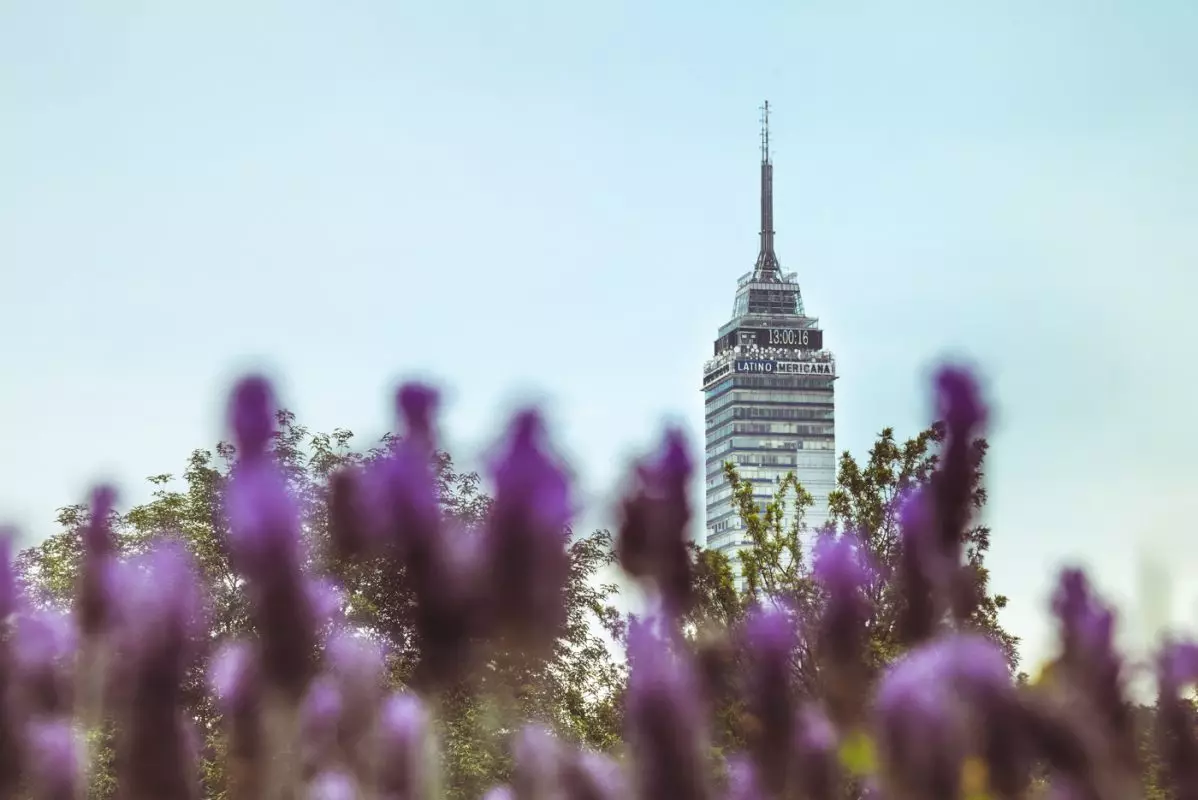 Lavender ao amin'ny Alameda Central