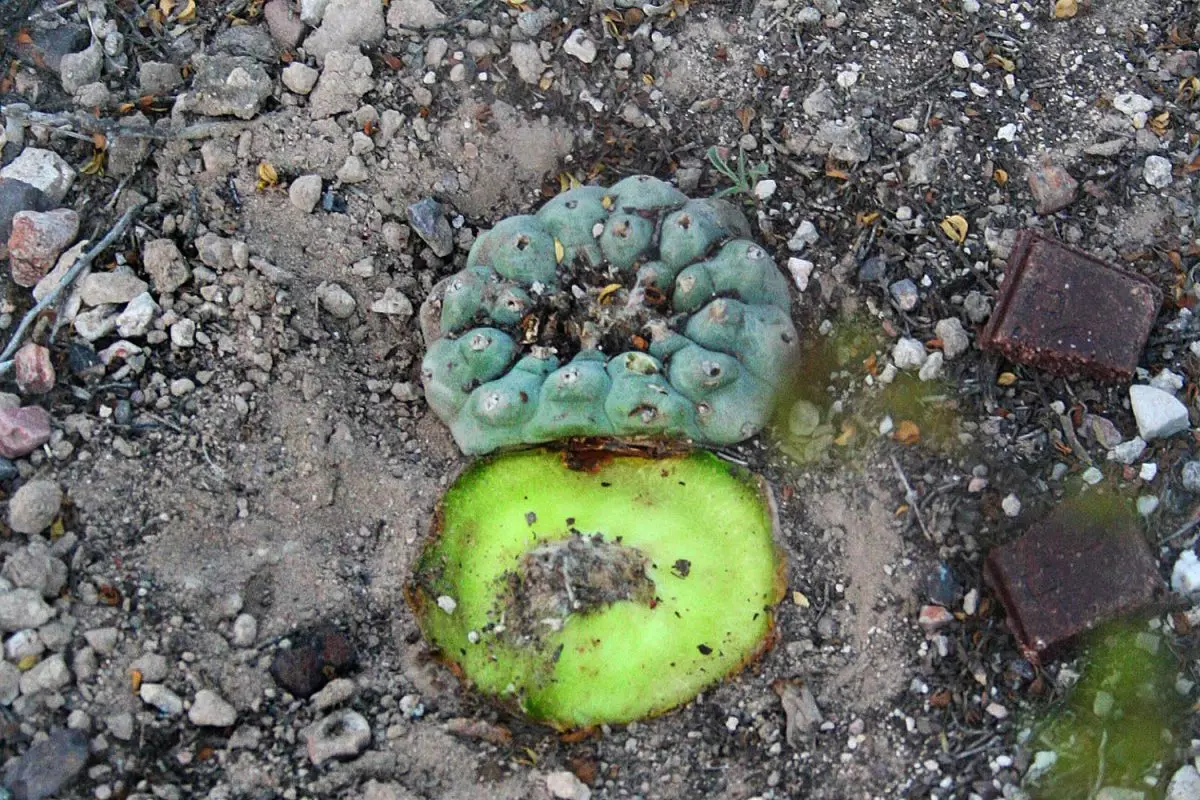 Peyote in Wirikuta