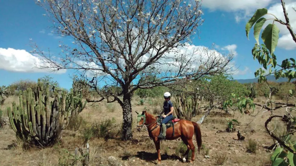 Li-haciendas tse 13 tsa Mexico: phela ka boiphihlelo ka lebelo le felletseng 12534_12