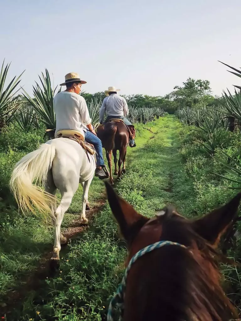 13 haciendas in Mexico: live an experience at full gallop 12534_14