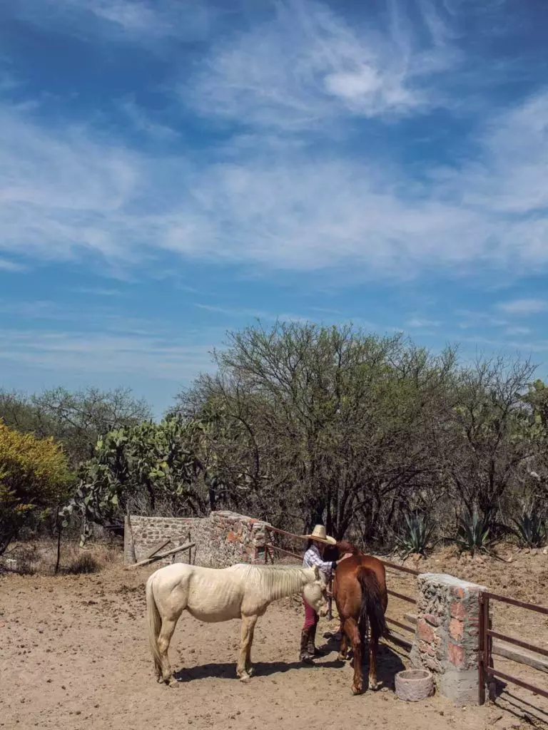 13 haciendas i Mexiko: upplev en upplevelse i full galopp 12534_4