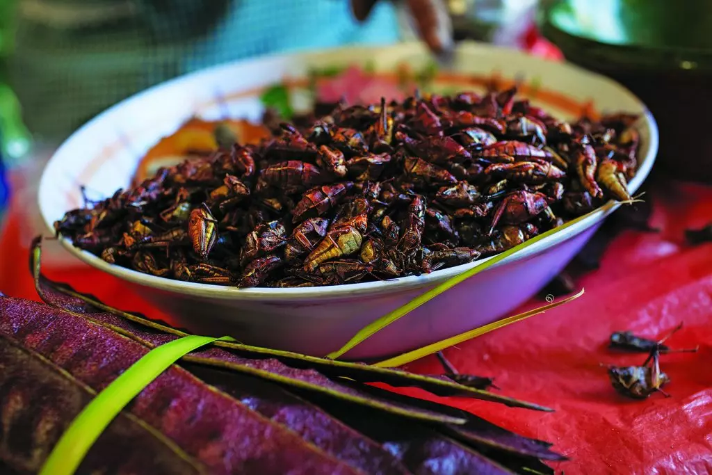 5 insecte comestibile pe care noi mexicanii le iubim 12589_2