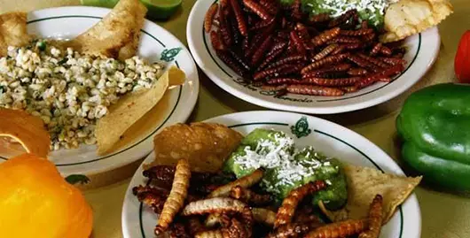5 insecte comestibile pe care noi mexicanii le iubim 12589_5