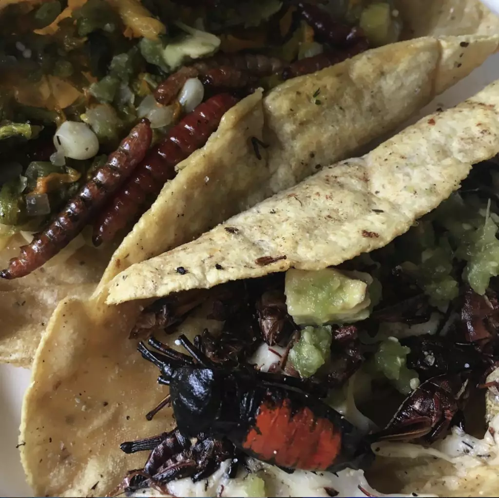 5 insecte comestibile pe care noi mexicanii le iubim 12589_6