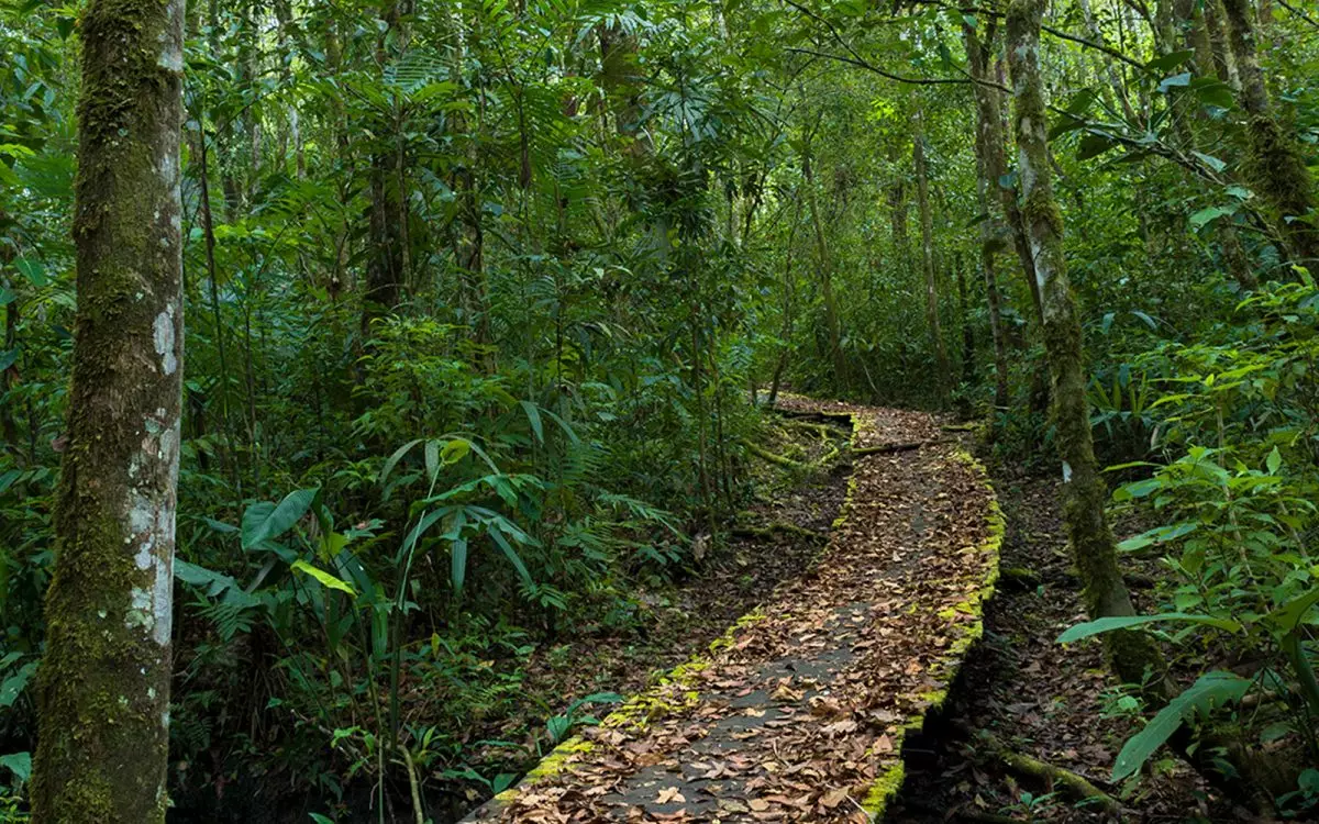 hutan Lacandon