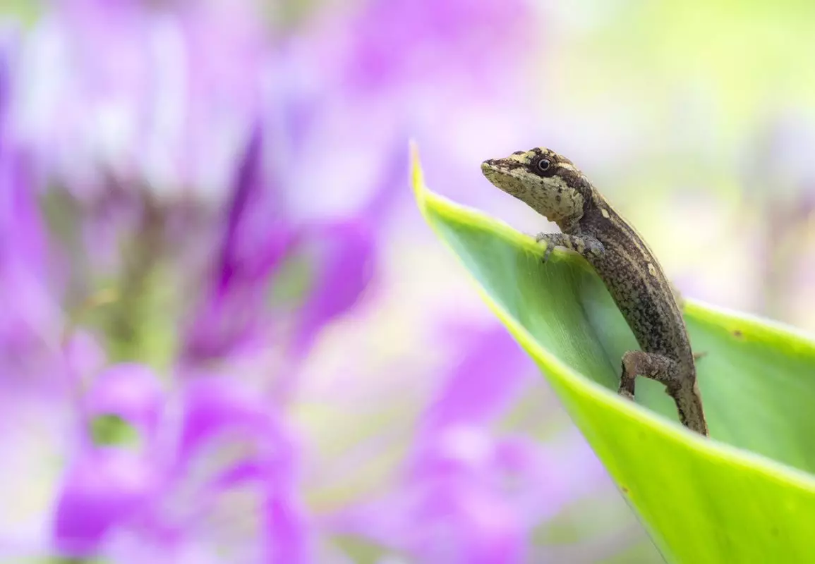 Kuščar Anole, džungla Lacandona.