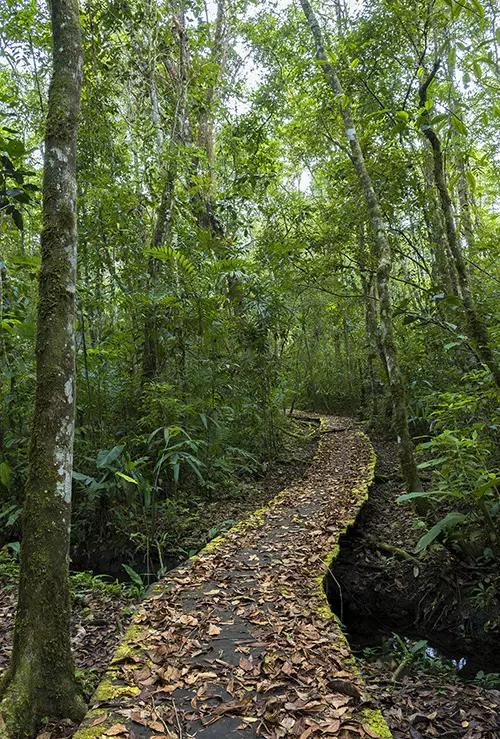 Penjaga Hutan.