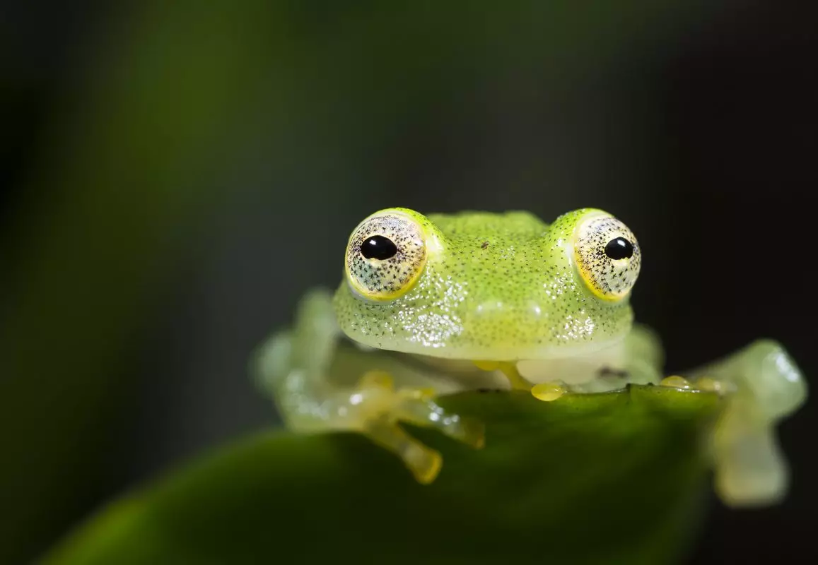 katak kaca