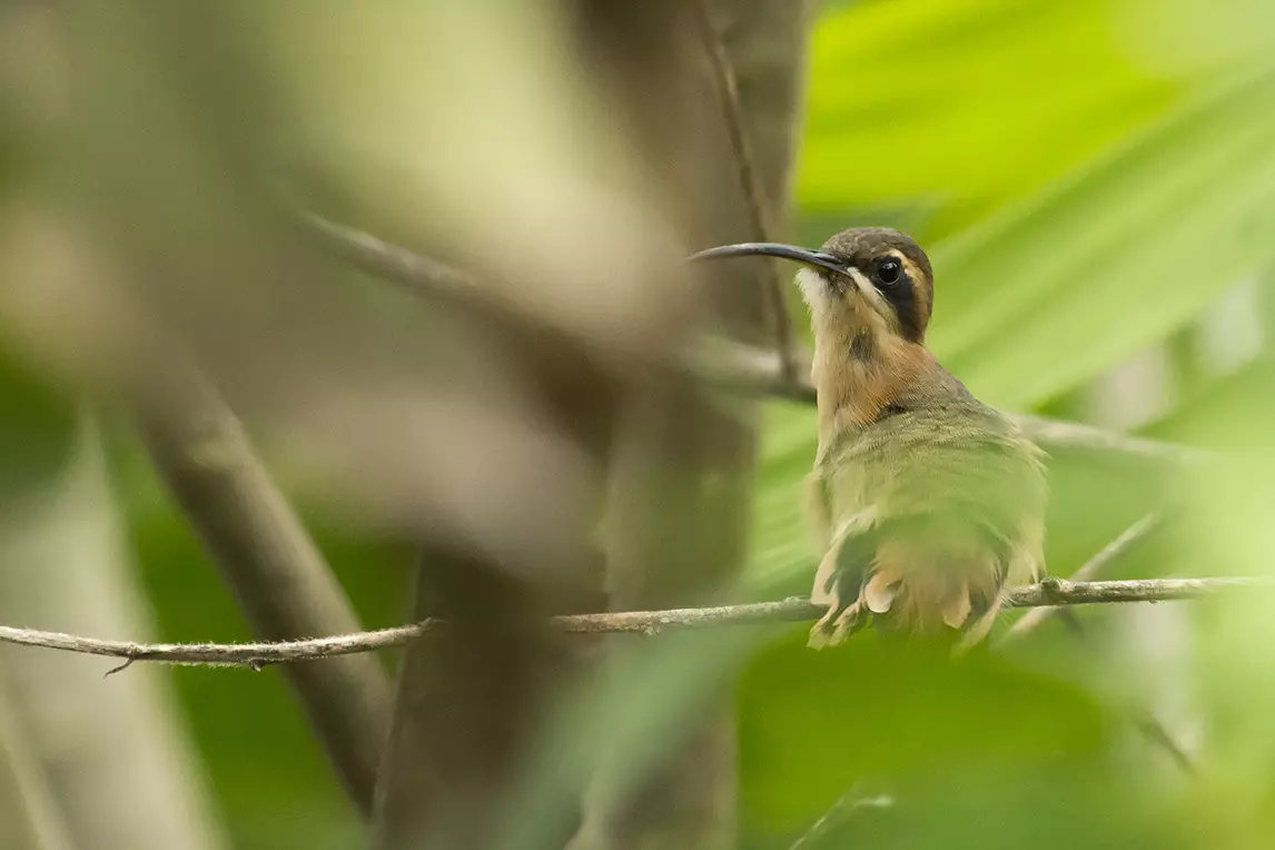 Hummingbird hermîta Bakur, Selva Lacandona.