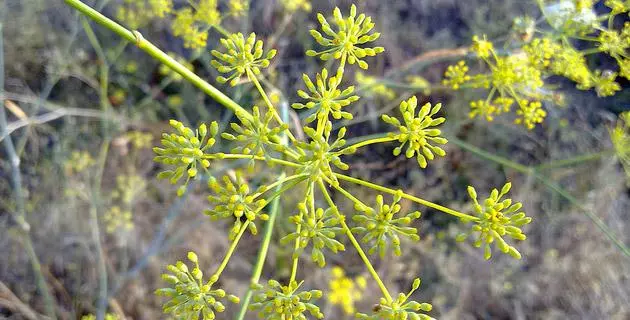 fennel fifu