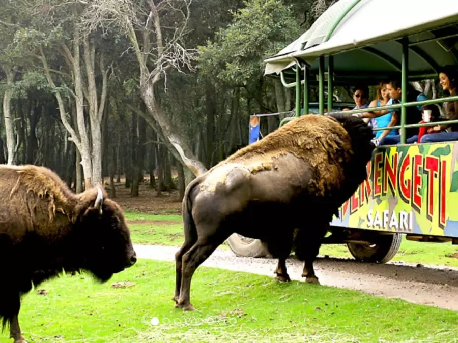 Mexikoko zoologikoak