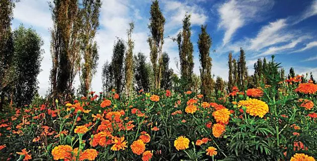 xochimilco-fields-አበቦች-ጃን11