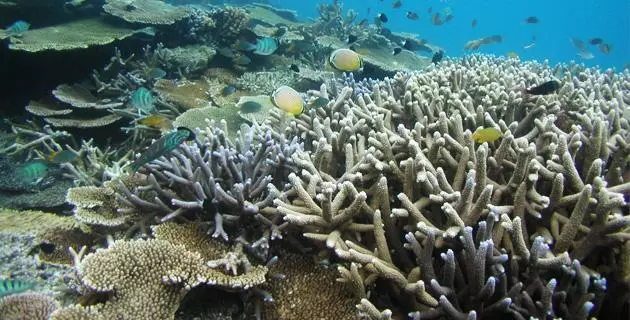 Veracruz Reef System Parke Nazionala (Veracruz) fifu