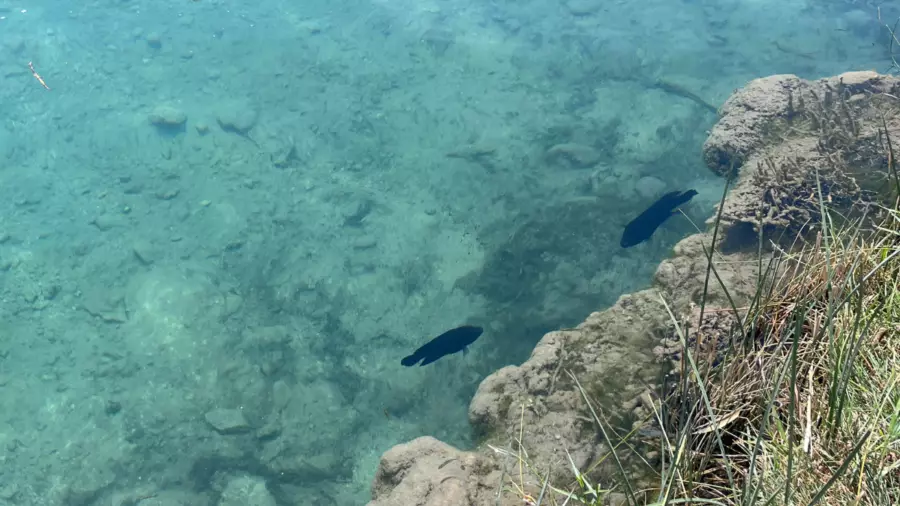 Rivière Mezquites, baignade dans des eaux turquoises au milieu du désert 13615_4