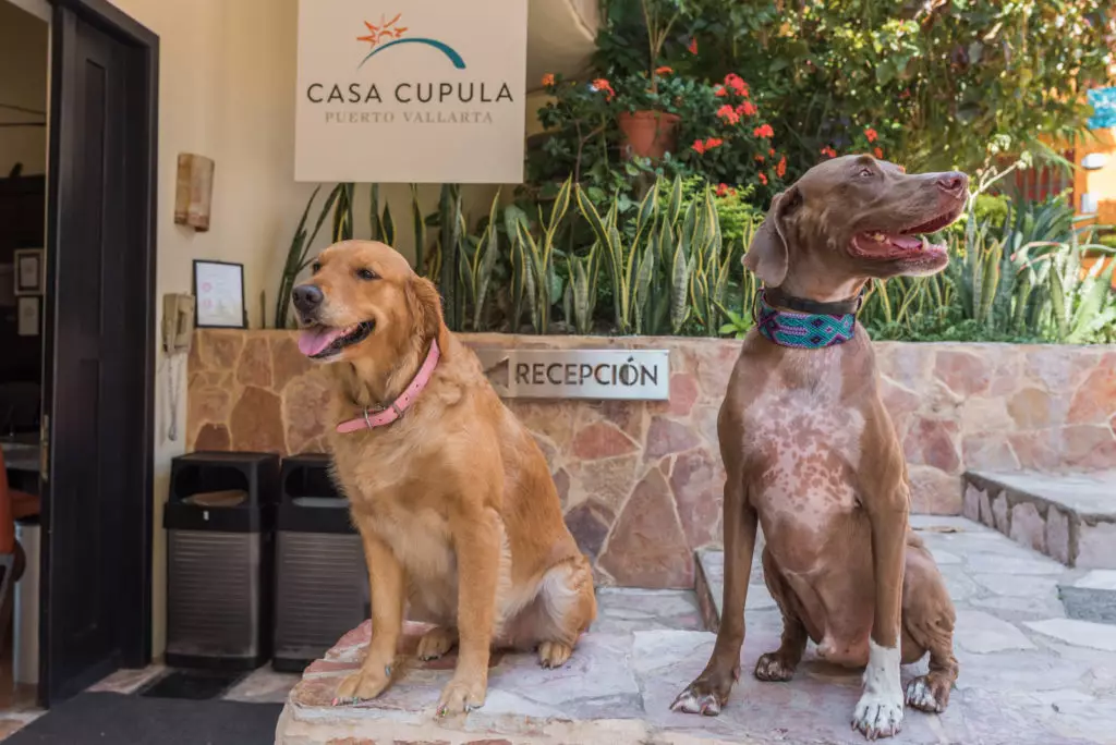 Puerto Vallarta és petfriendly: un viatge de pèls 13639_4