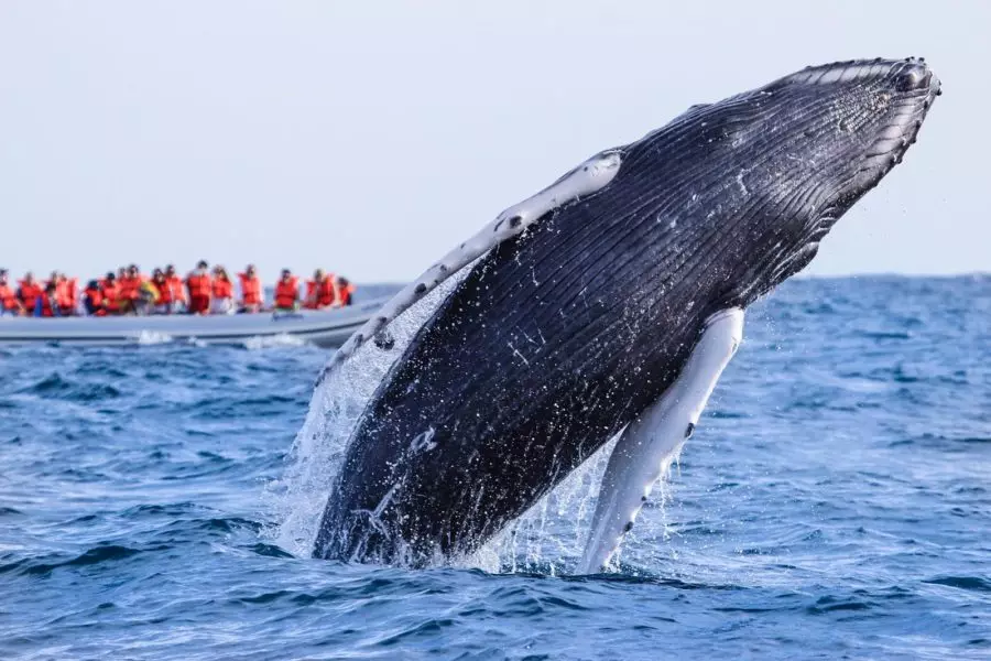 Γιορτάστε την αγάπη στο Los Cabos: τρία πρωτότυπα σχέδια 14110_5