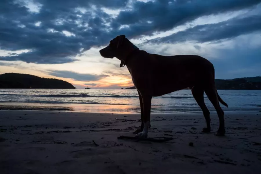 Baja Ferries : le voyage d'un chien sur un ferry 14212_4