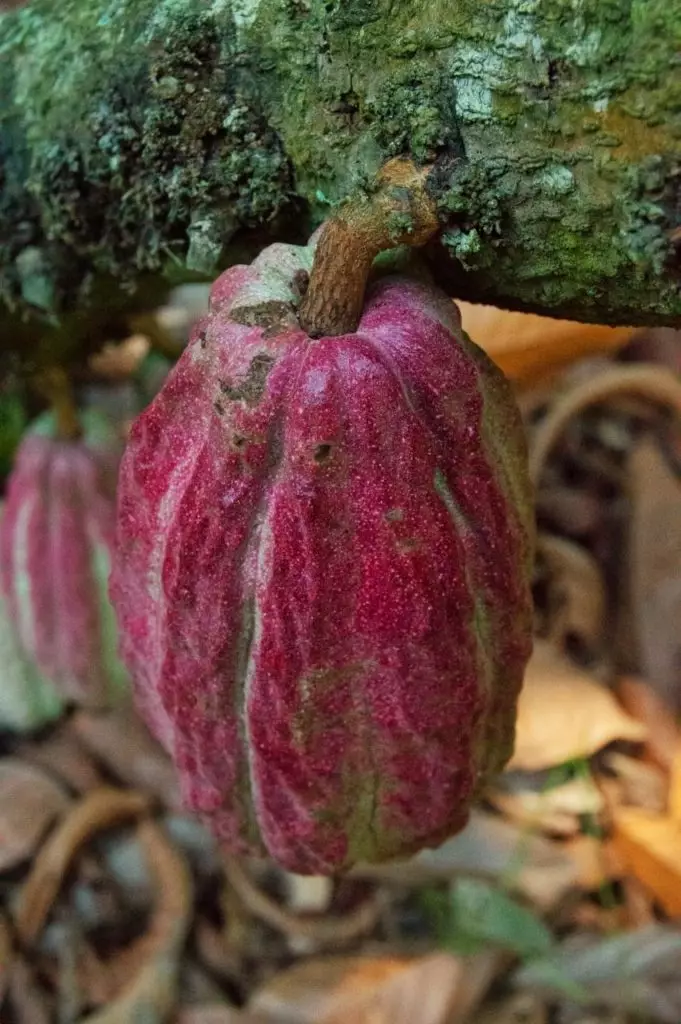 Wandel over de cacao- en bloemenpaden in Tapachula, Chiapas 14560_3