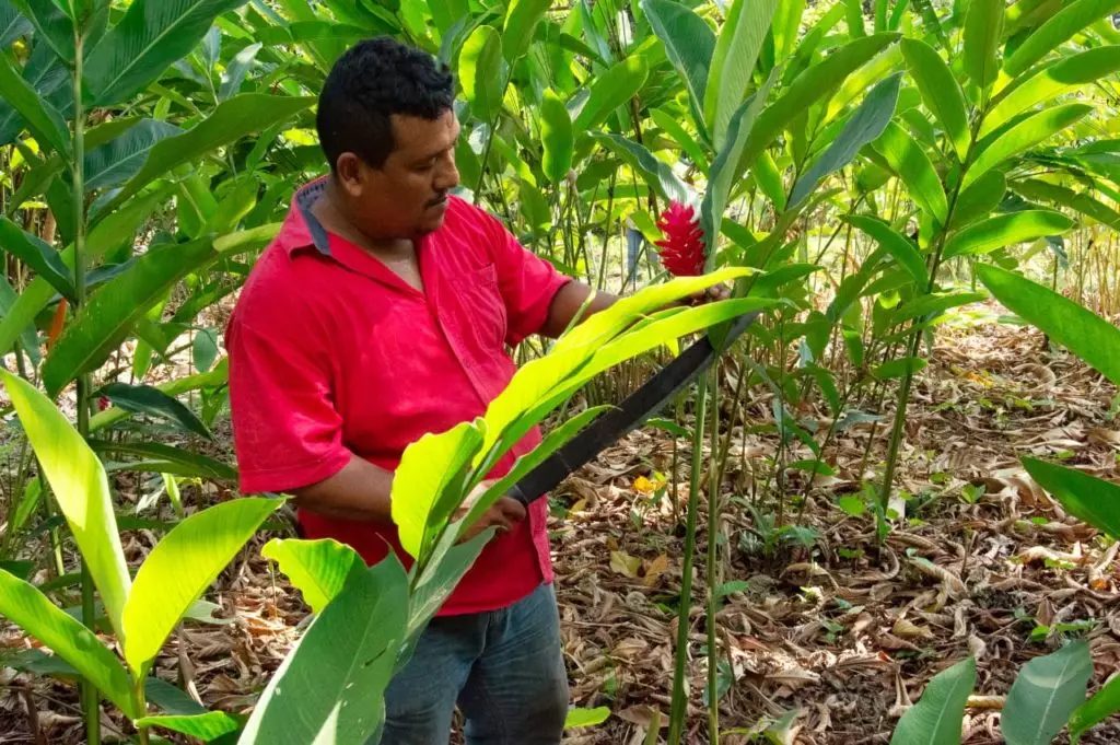 Wandel over de cacao- en bloemenpaden in Tapachula, Chiapas 14560_5