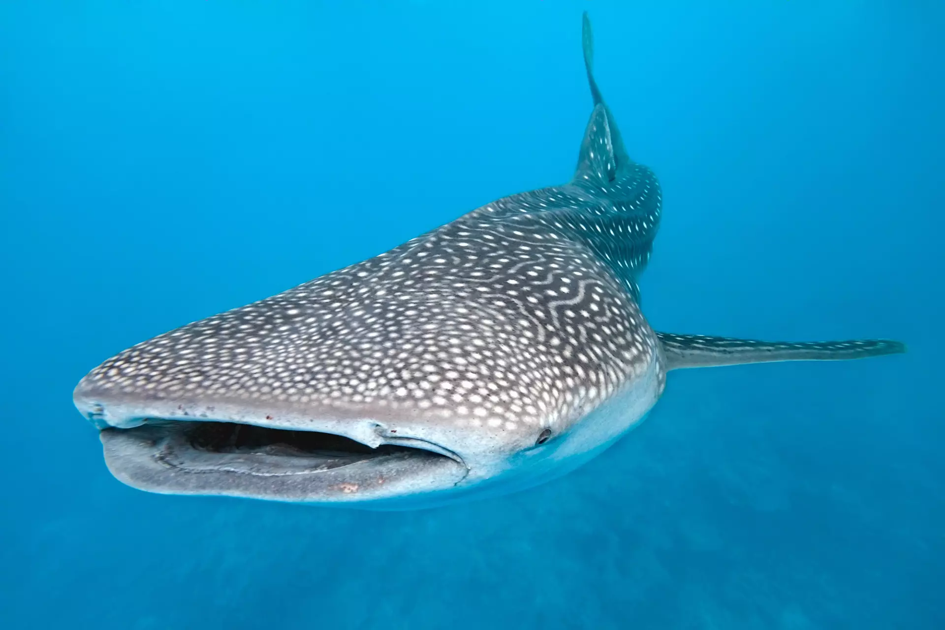 Balenoŝarko en Quintana Roo