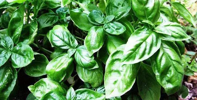 Basil: sifat obat fifu