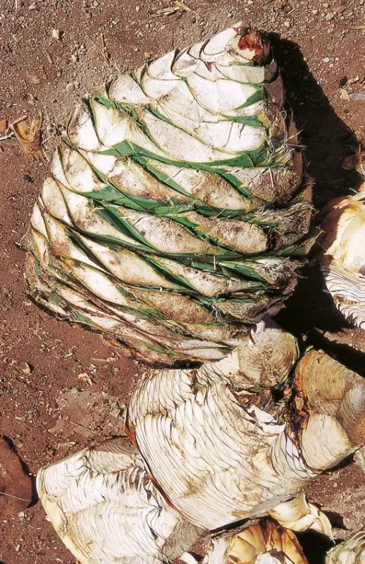 De ananas liket in protte op de agave