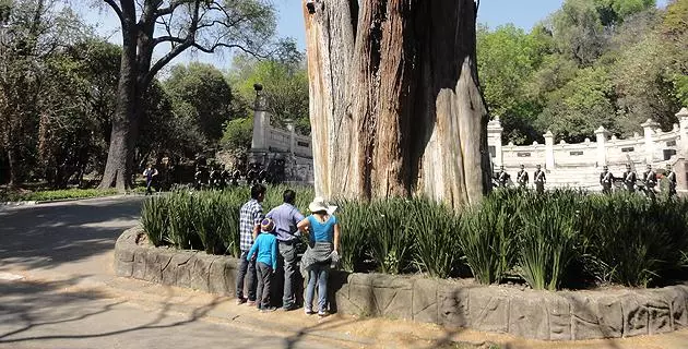 Kleng bekannt Ecker fir de Chapultepec Forest ze entdecken