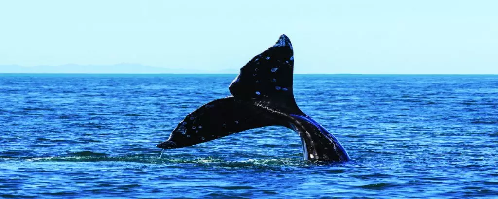 Whale watching in Mexico