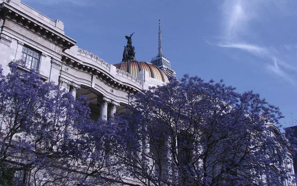 අපිව මෙක්සිකෝවට jacarandas ගෙනාපු ජපනාගේ කතාව 16835_2