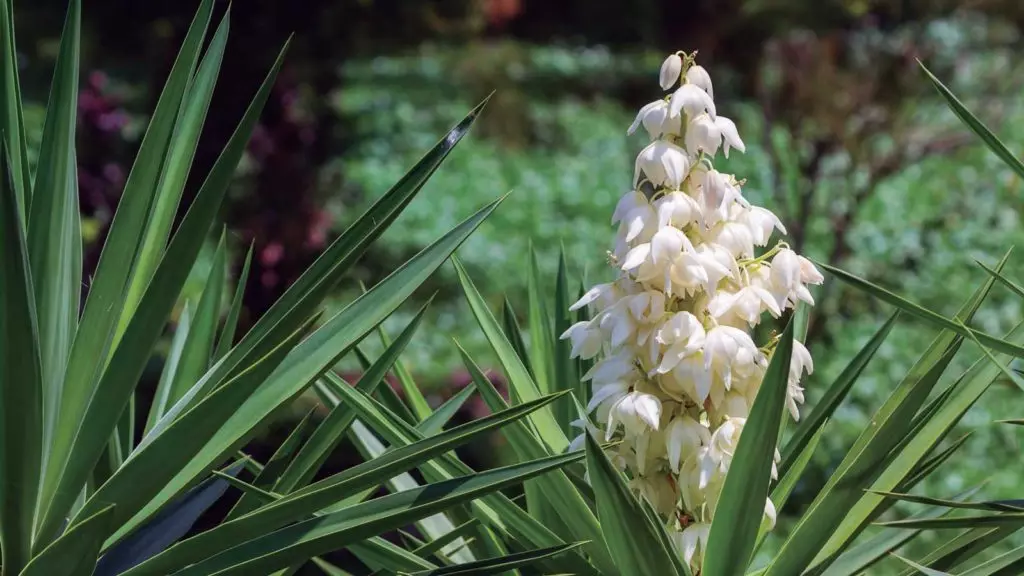 মেক্সিকান খাবারের অমূল্য রহস্য 16859_15