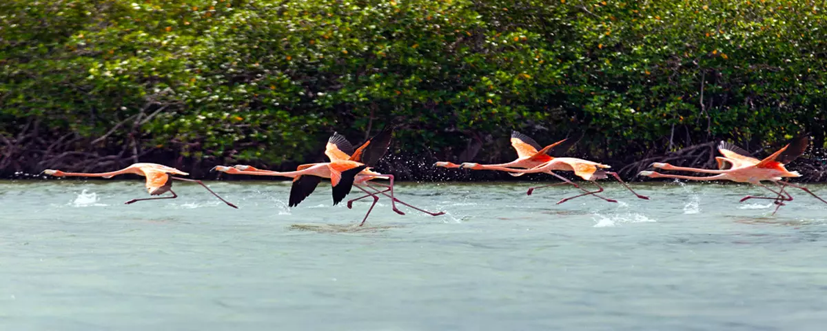 3 Protected areas to conserve in Yucatan