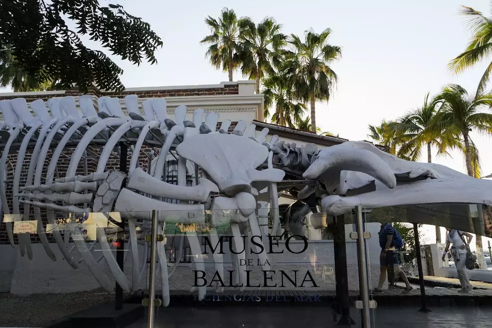 Whale Museum ni La Paz, a musiọmu fun awọn ololufẹ ti awọn okun 17527_2