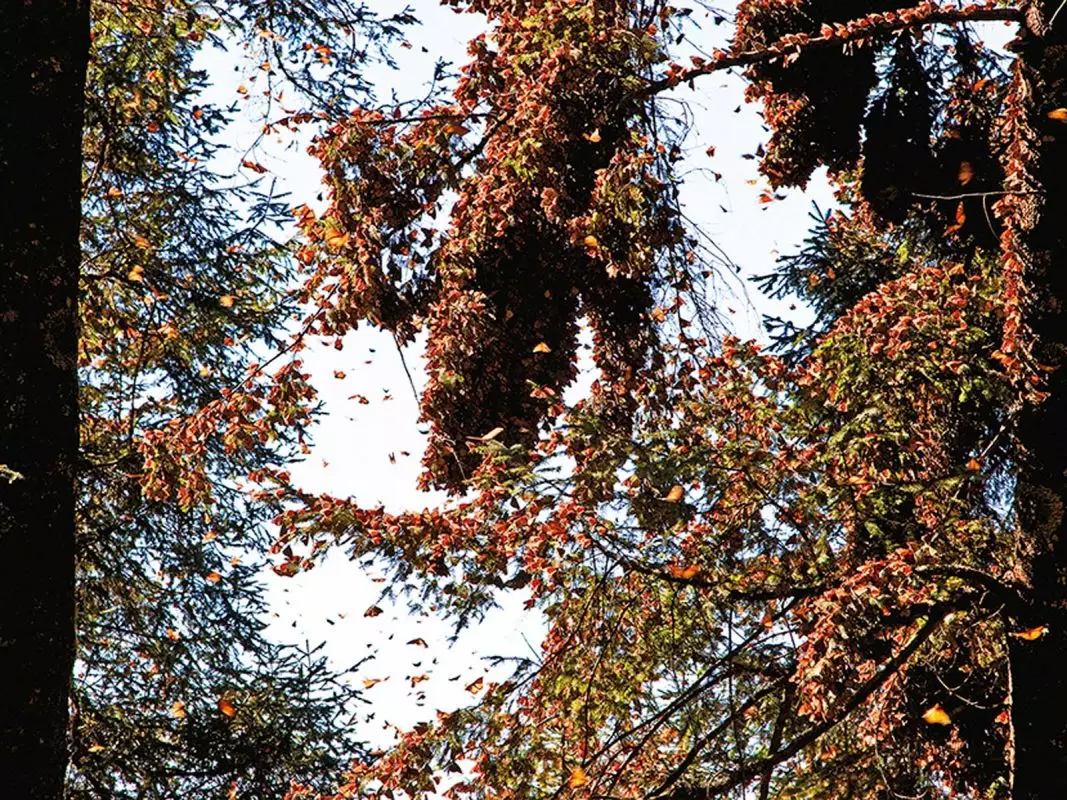 Sanctuaries fan 'e Monarch Butterfly, natuerlik erfgoed fan' e minske 18049_3