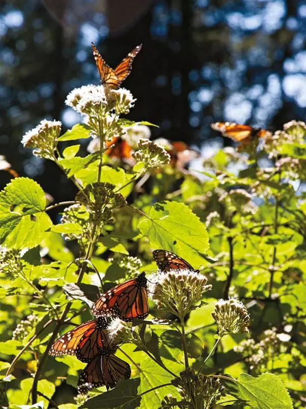 Sanctuary of the Monarch Butterfly, Warisan Semulajadi Kemanusiaan 18049_4