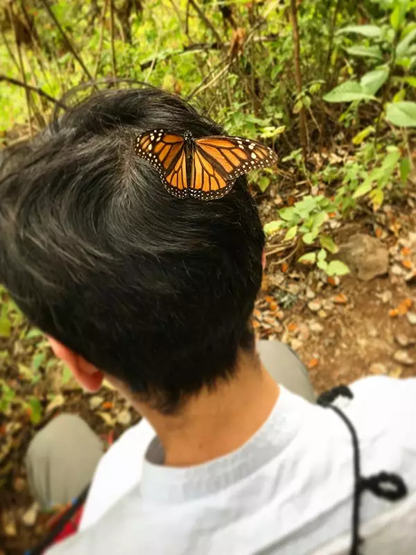 11 hal yang tidak boleh dilakukan jika Anda mengunjungi suaka kupu-kupu 18061_6