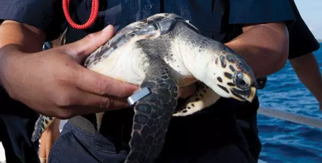 Kórház és műholdas jelölés teknősök számára a Riviera Maya fifu területén