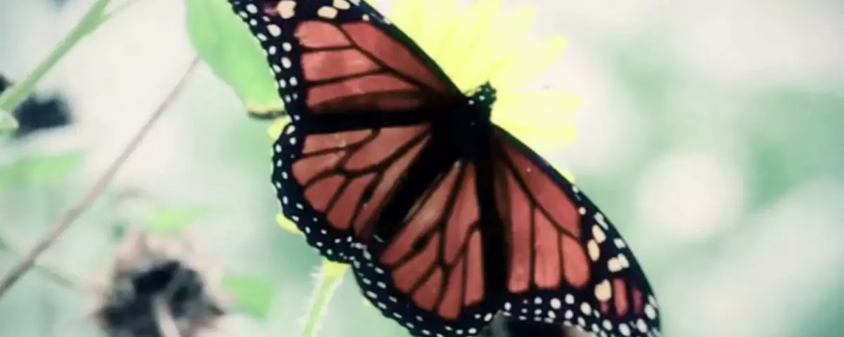 Meet the gardens that would save the Monarch butterfly fifu