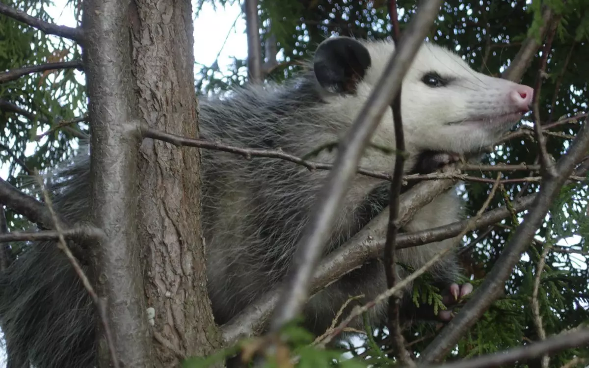 I-Opossum