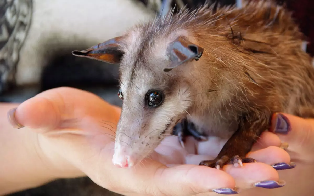 Truyền thuyết về opossum