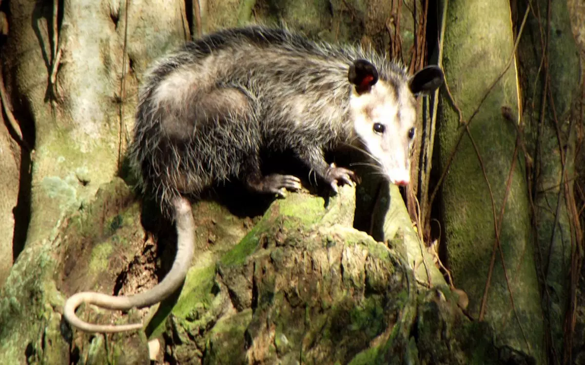 Umugani wa opossum n'umuriro