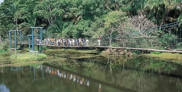 Usa ka adventure pinaagi sa daghan kaayo nga green (Tabasco) fifu