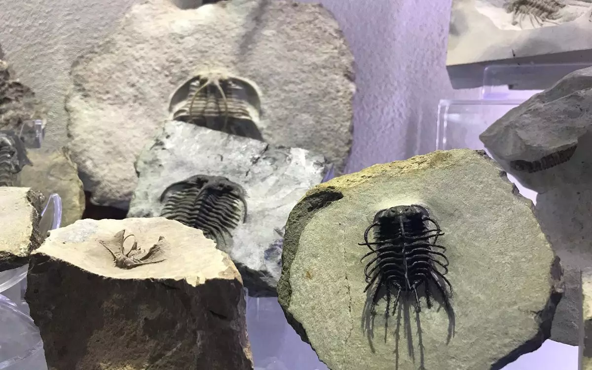 museum-of-trilobitter-omslag