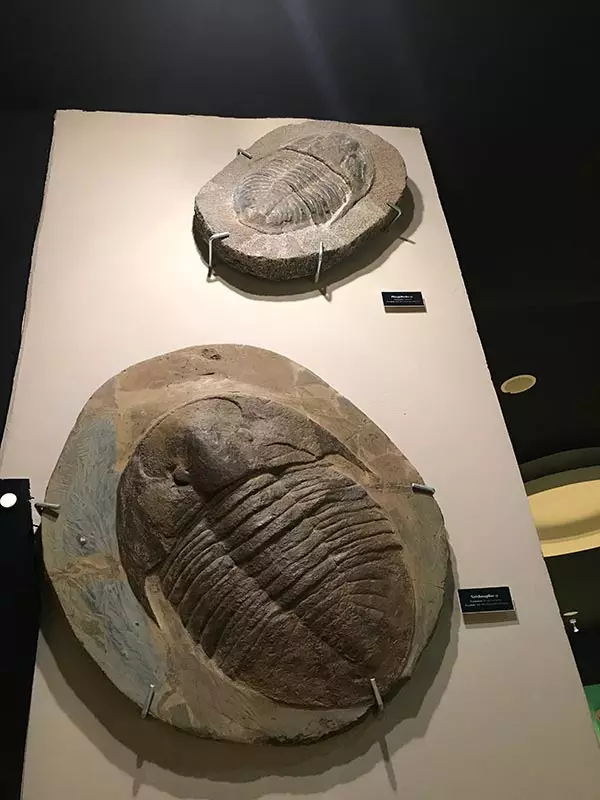 Jumba la kumbukumbu la trilobite pekee ulimwenguni liko Mexico 18172_3